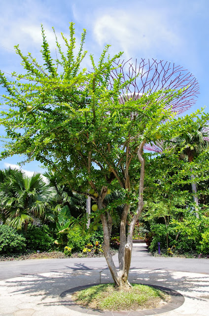 Trees and Plants: Calabash Tree