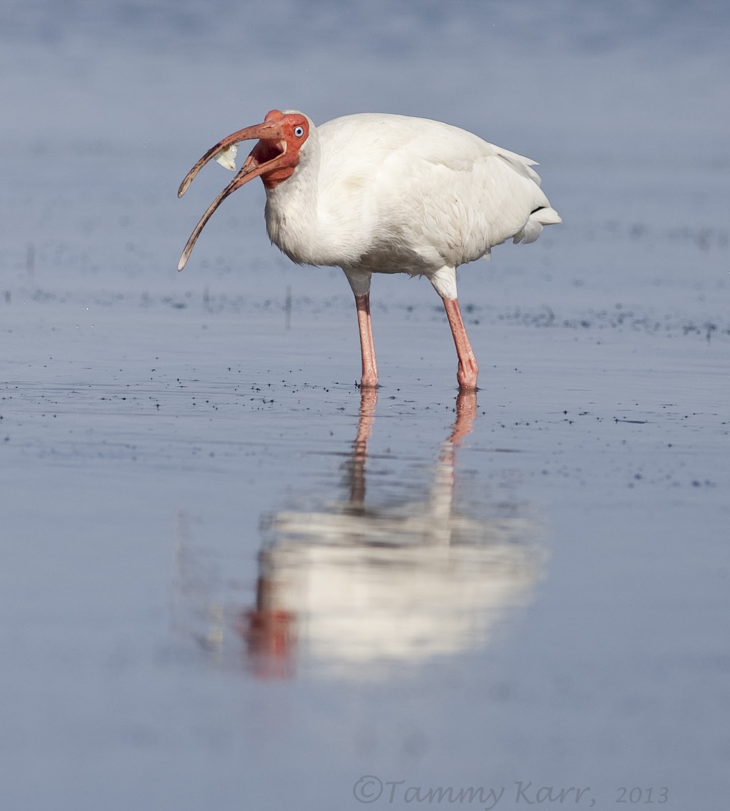 Birding Is Fun!: Behind Blue Eyes
