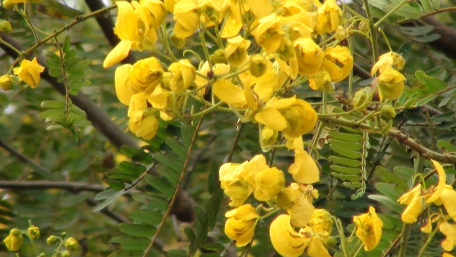 Flores, frutos e aves de Brasília e do Cerrado: (EXPANDIDO) SENNA: UM ...