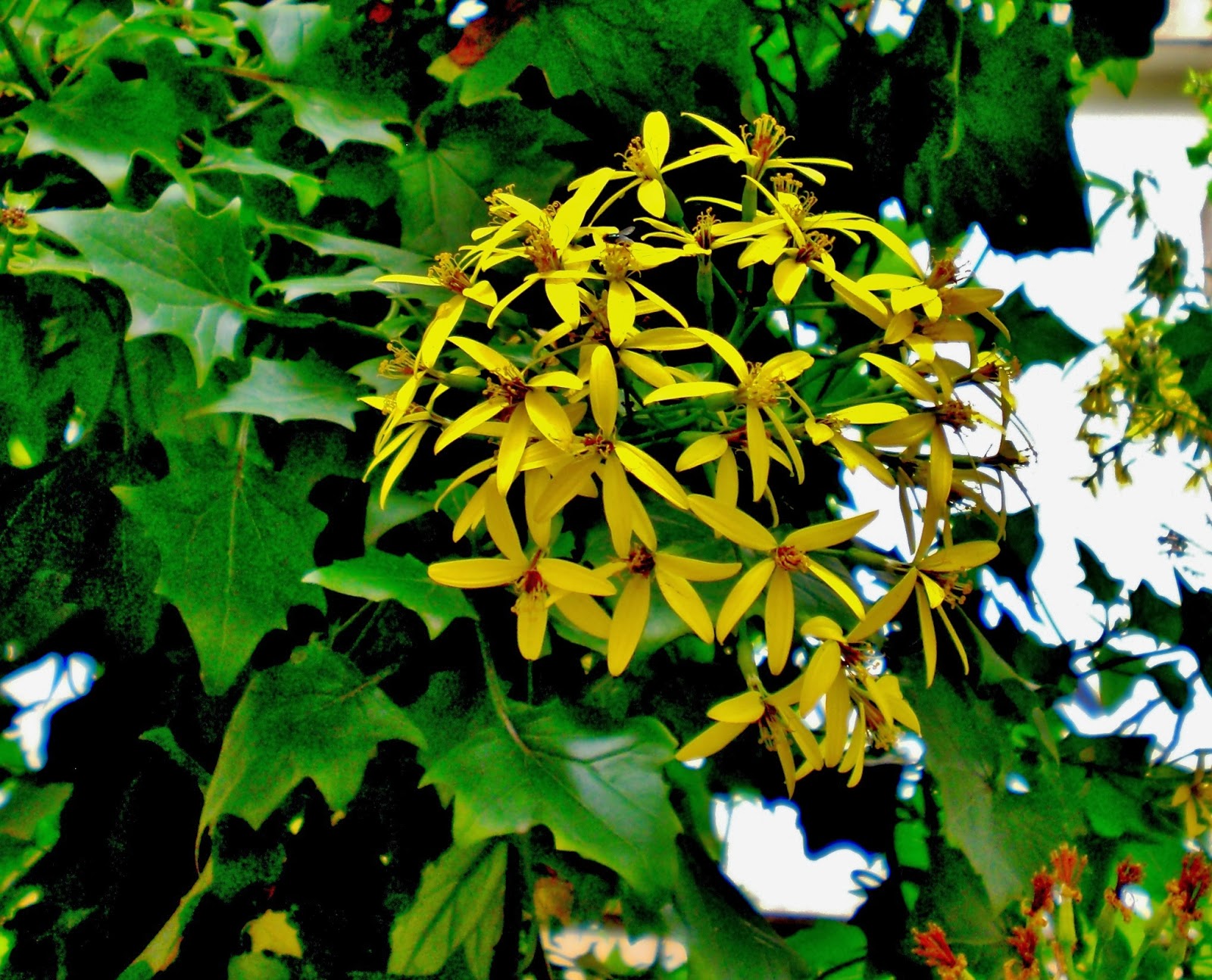 Senecio tamoides | Flores colombia