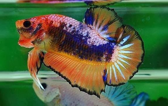 Betta Fish