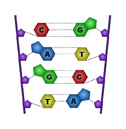 DNA Interactive:The DNA Structure: DNA Protein synthesis