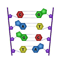 DNA Interactive:The DNA Structure: DNA Protein synthesis