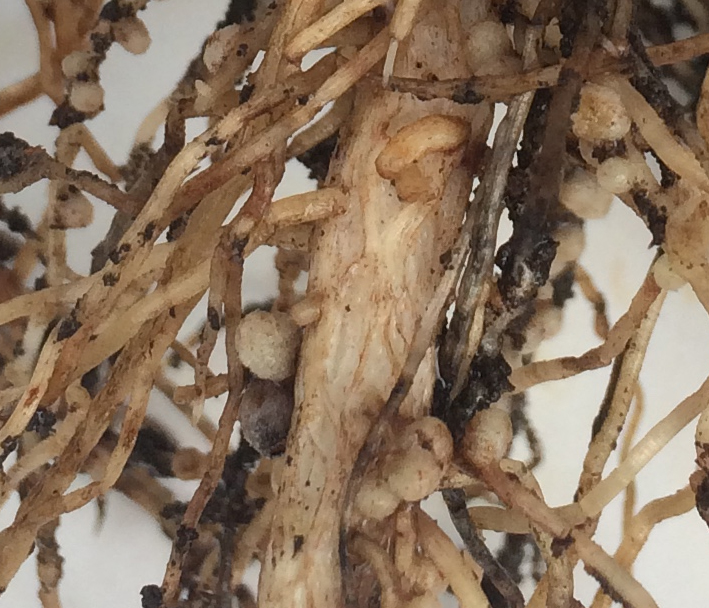 Allotment Garden: Nitrogen fixing in leguminous plants.