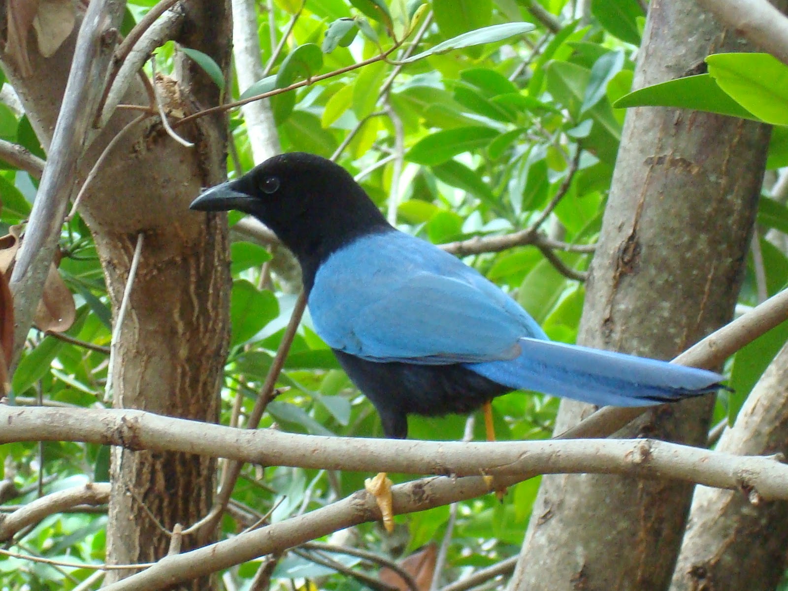 Visionphotorama: La faune de la Riviera Maya au Mexique