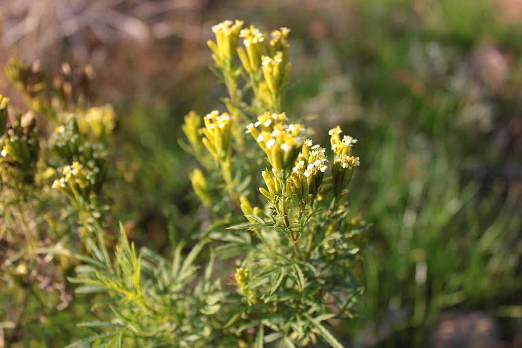 Towerwater Aan De Breede: Peruvian Black Mint and the Anglo-Boer War