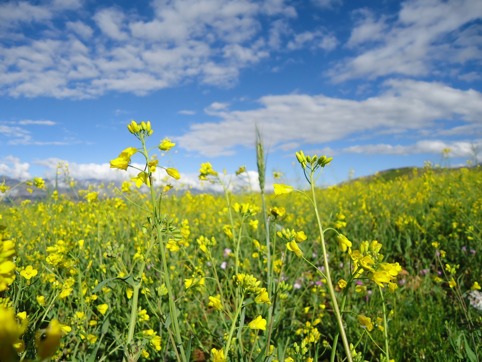 Centro Poblado de Musho