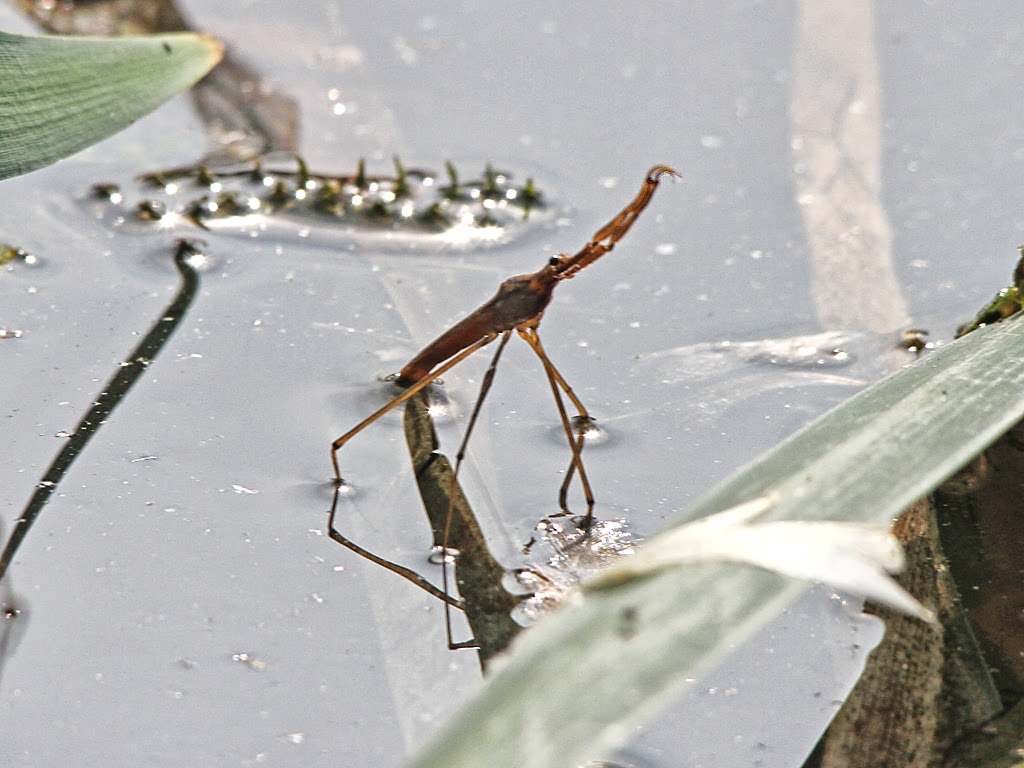 Tophill Low Nature Reserve: Letting the cat' out the crate