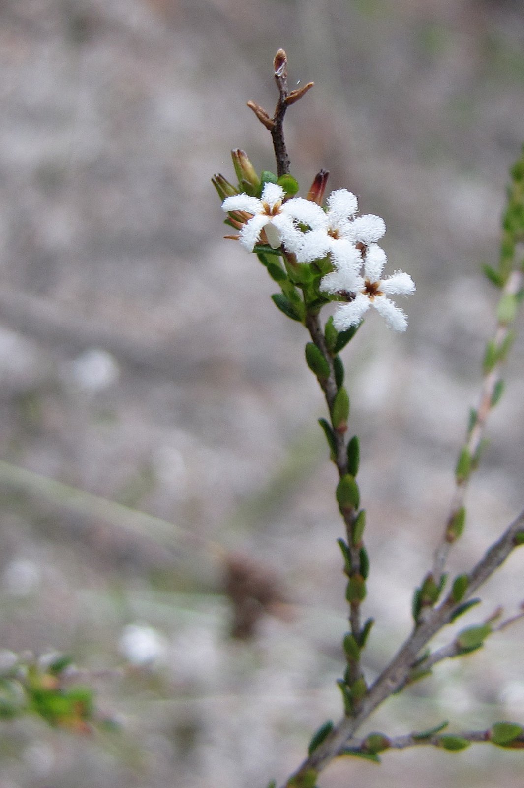 Flora Friday in Oz: Royal National Park, Curra Moors. 7th November 2012.