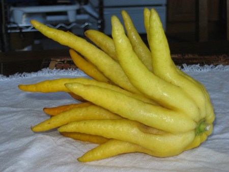 Aspundir: Buddha's Hand Lemon