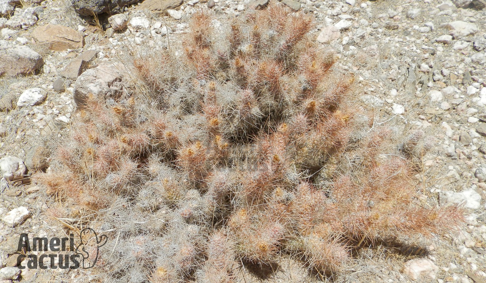 Americactus: Tephrocactus weberi en hábitat