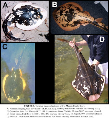 Species New to Science: [Ichthyology • 2015] Fiddling with the Proof ...