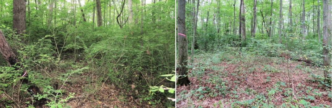 PA Environment Digest Blog: Native Forest Plants Rebound When Invasive ...