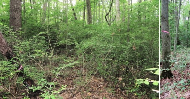 PA Environment Digest Blog: Native Forest Plants Rebound When Invasive ...