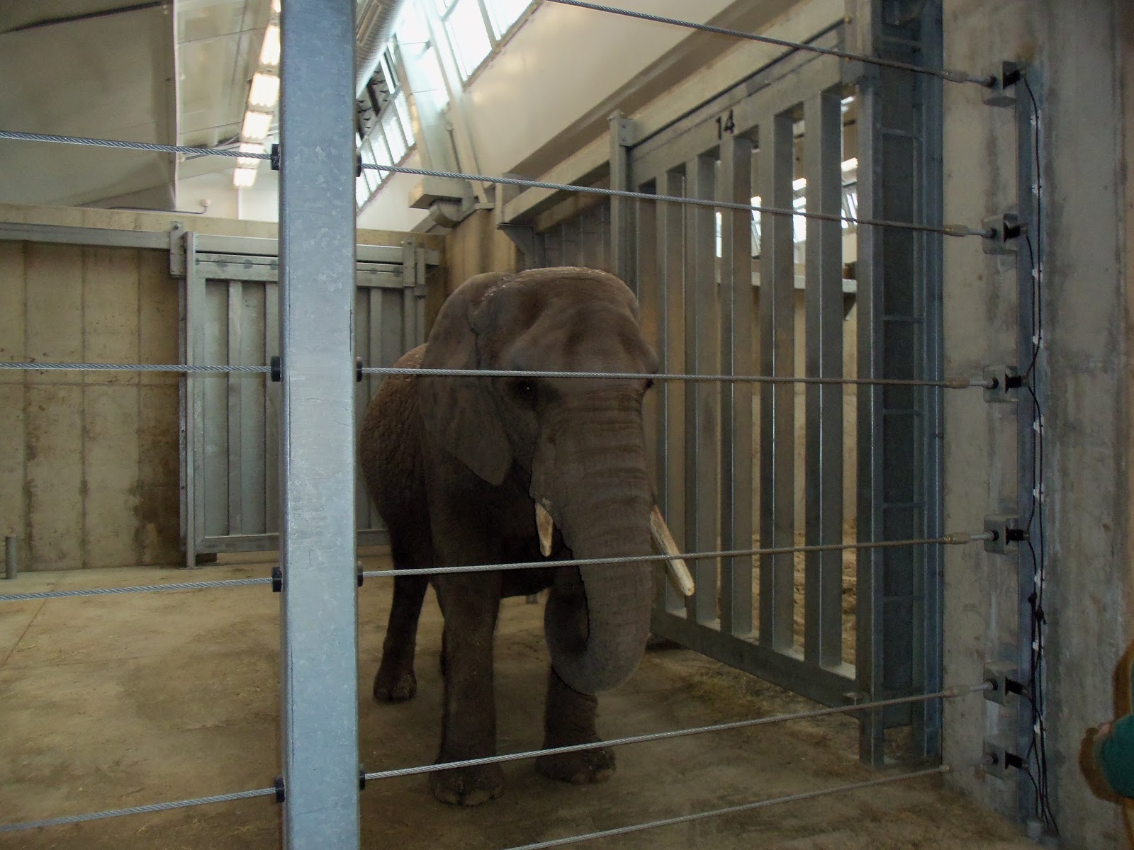 Cleveland Metro Parks Zoo – African Elephant Exhibit – A Thru Z ...