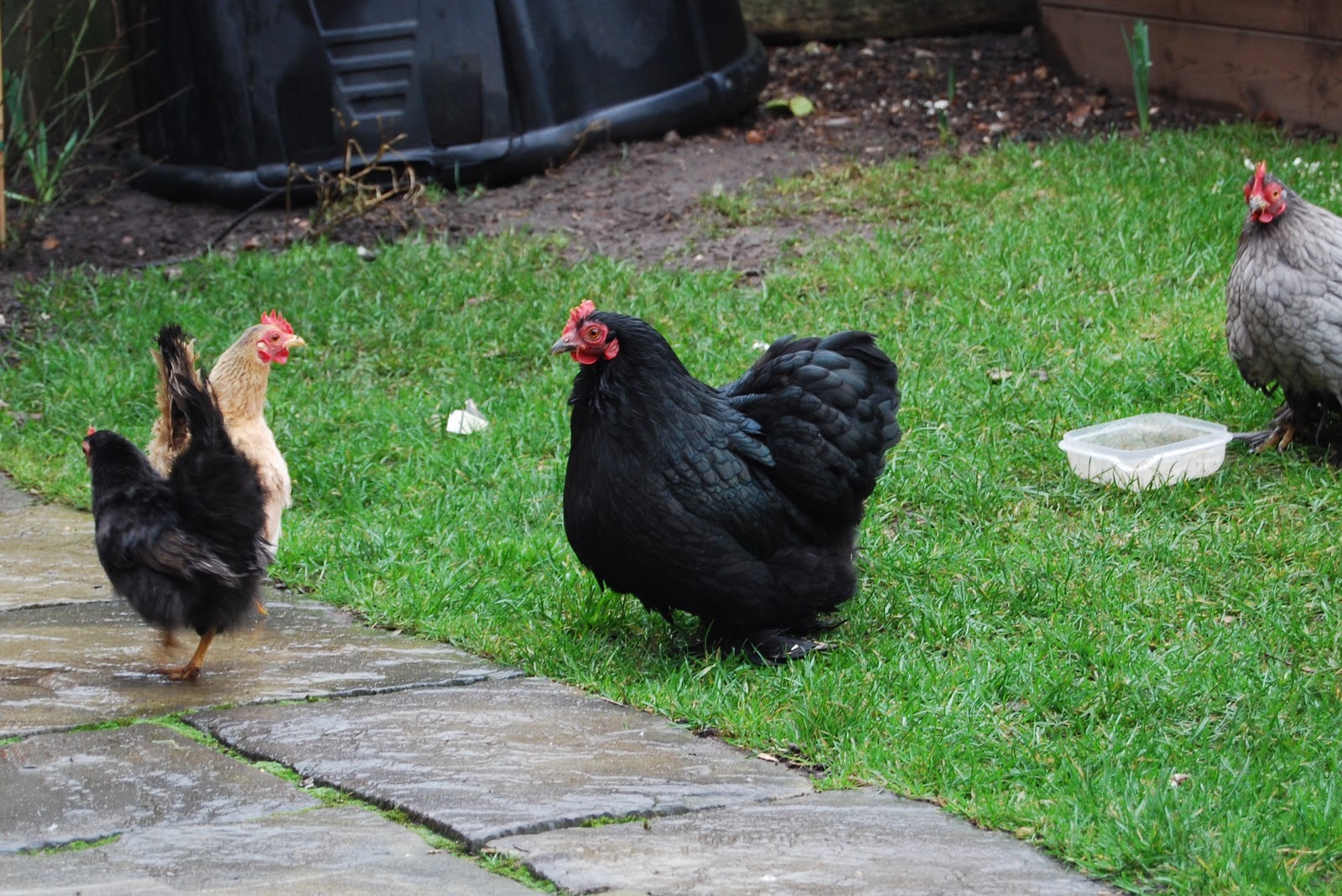 The Chicken Chronicles: Micro Chickens, Meet The Flock