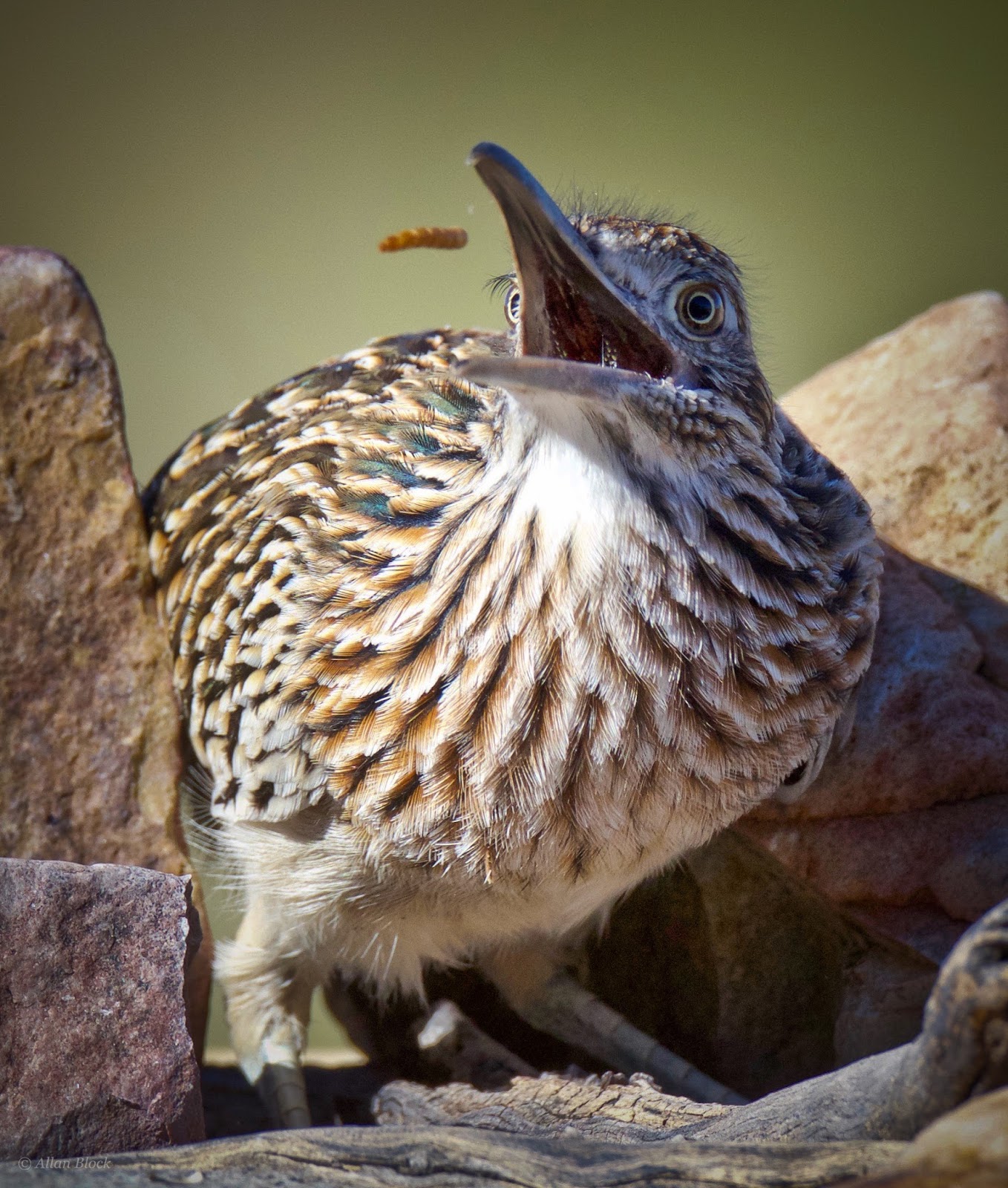 Feather Tailed Stories: Greater Roadrunner