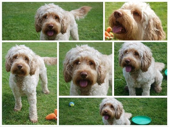 Boris the Cockapoo Pet Portraits Dorset UK artist paints dog cat oil ...