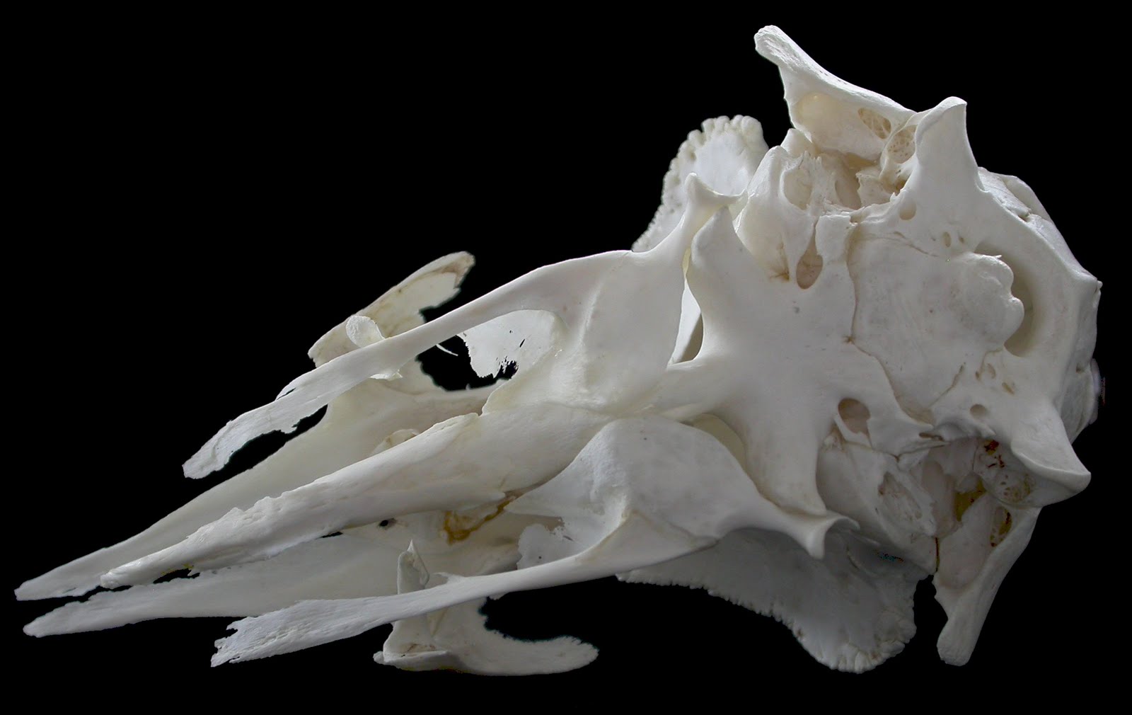 pan-Aves: Rozeznání, nelétavost a systematika běžců: objev ptáků moa ...