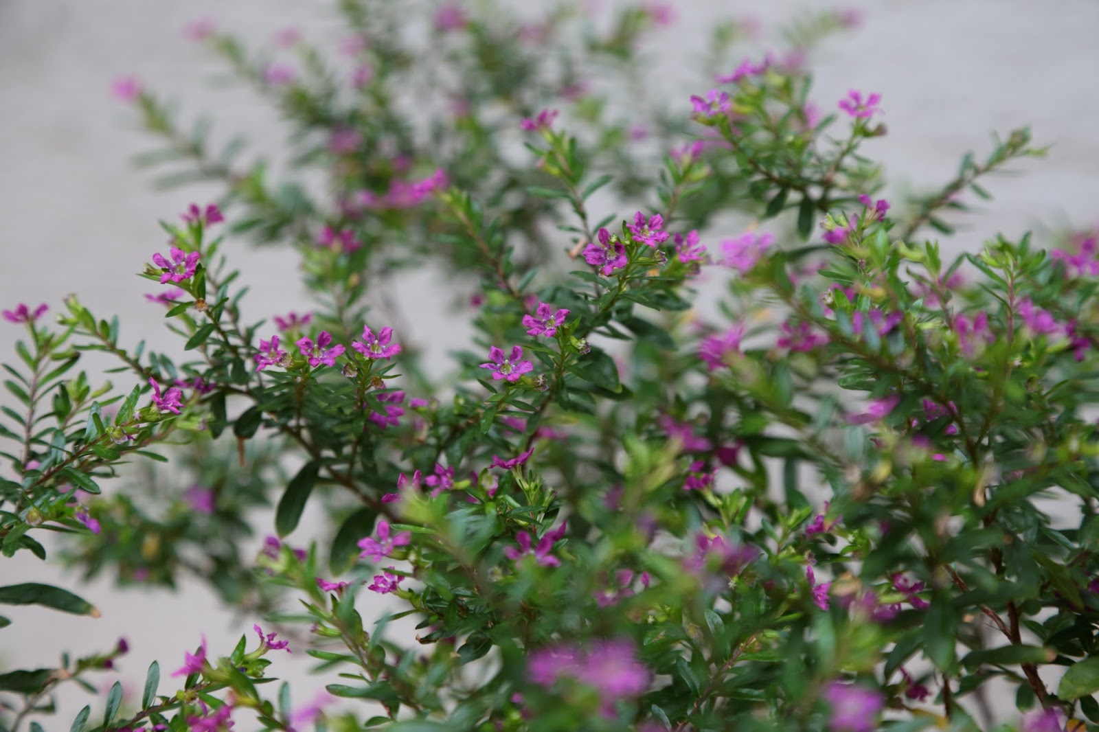 my gardening archive: false heather // mexican heather
