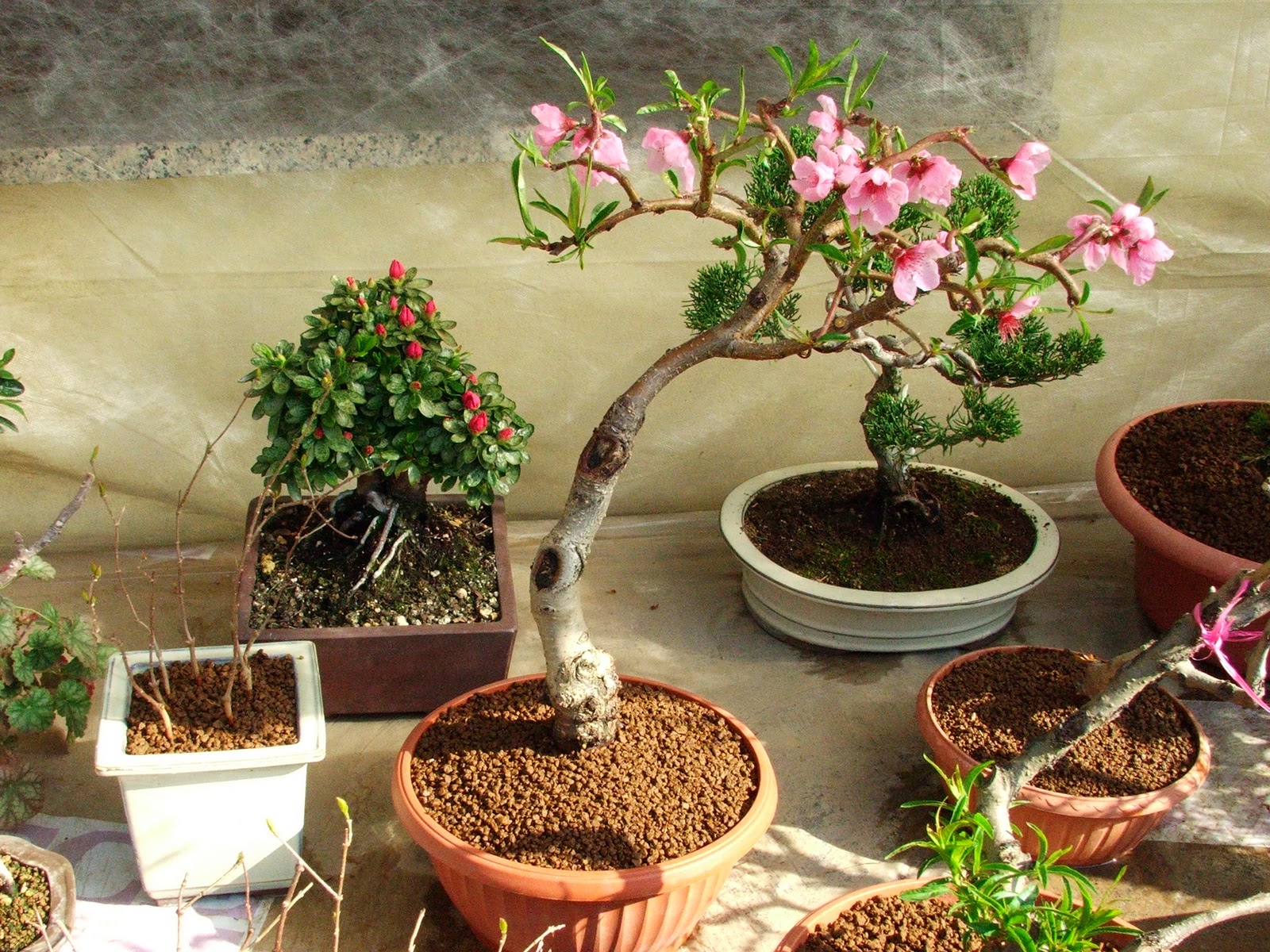 Evoluzione Bonsai : Bonsai di Pesco - Peach - prunus persica