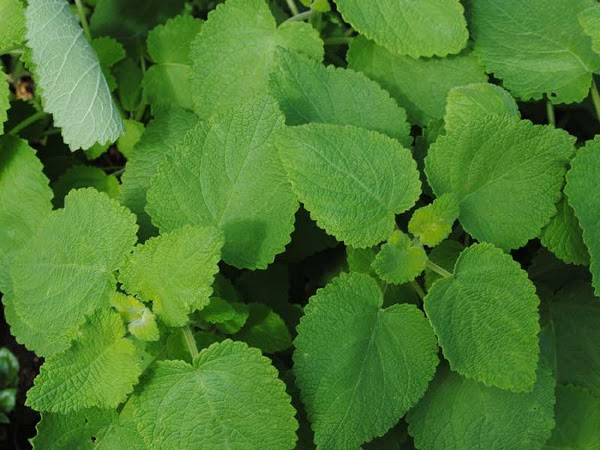 Doom Survival Guide Blog: Amazing Plants (pt 1) Iboza Riparia