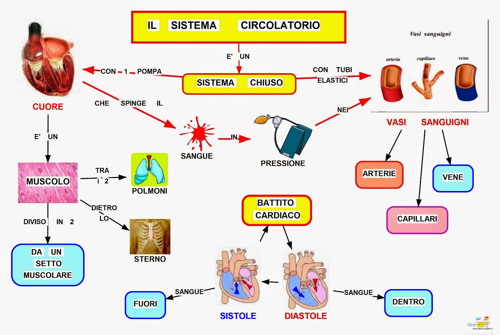Mappa concettuale: sistema circolatorio • Scuolissima.com