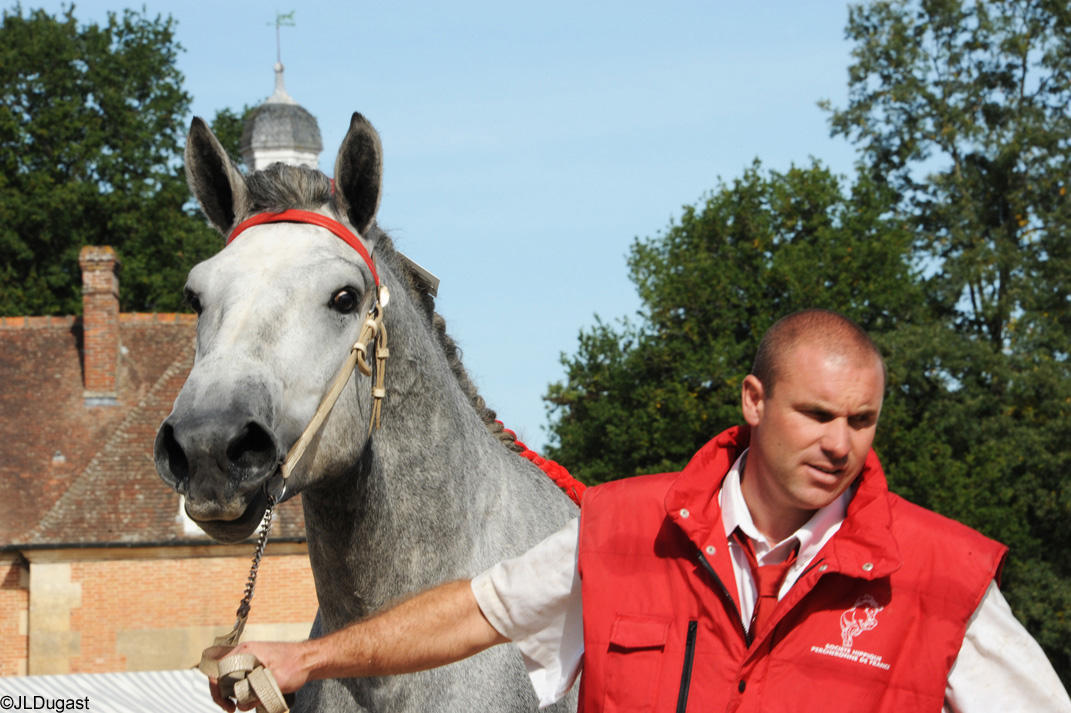 Percheron International: Le Percheron Dans Le Rouge
