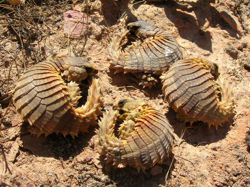 LAGARTO-TATU (Cordylus cataphractus)