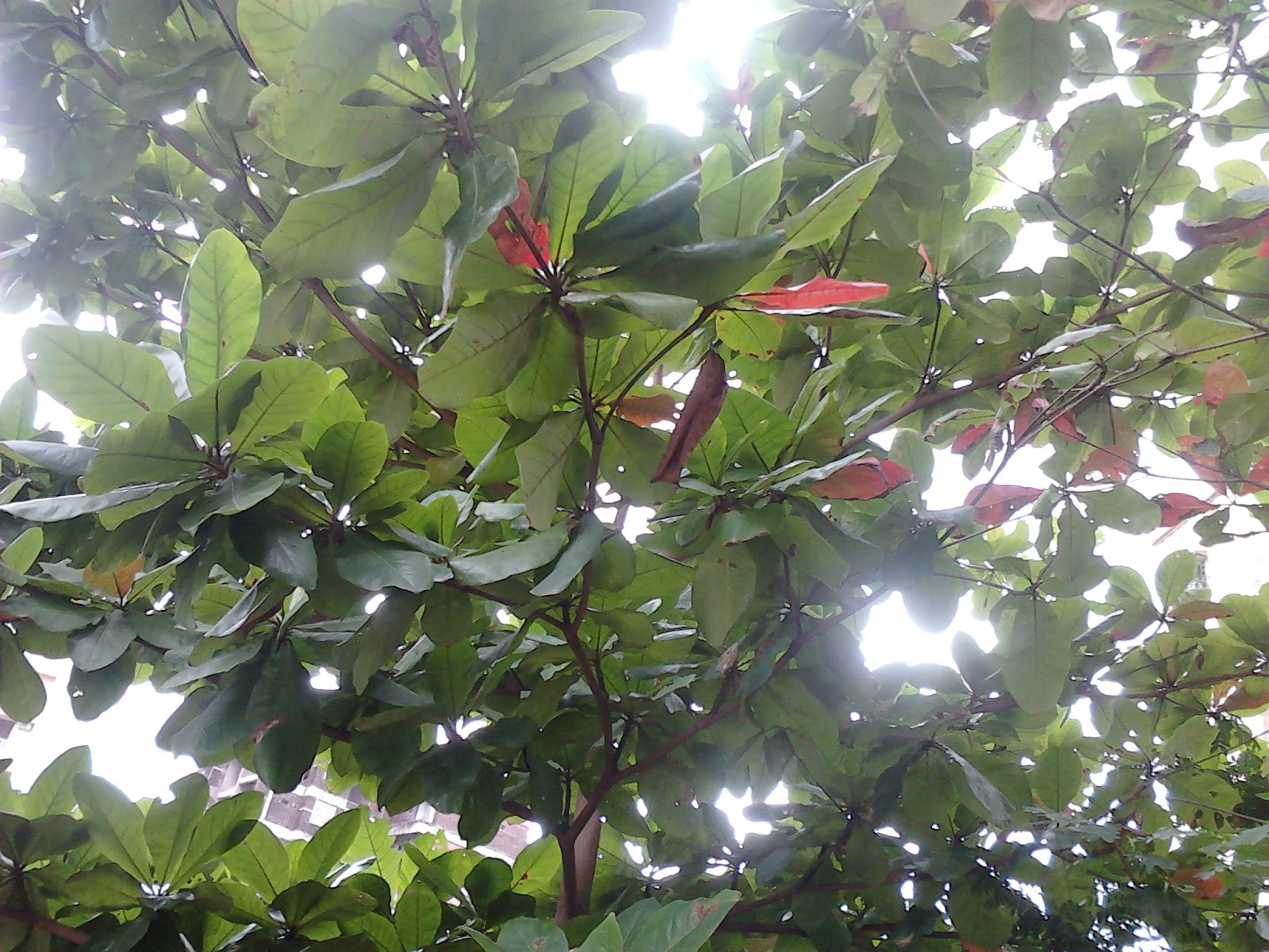 Garden Care Simplified: How to make Chameli Climber Flower Tips Badam ...