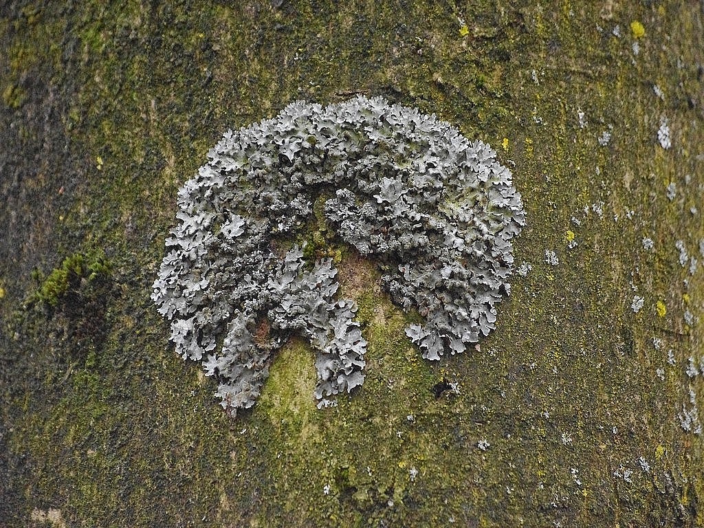 Ciencias de la Naturaleza 2º ESO: LOS LÍQUENES