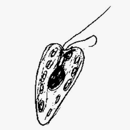 BIODIVERSIDAD CRÍPTICA EN EL IES "AZUER": Chilomonas sp.