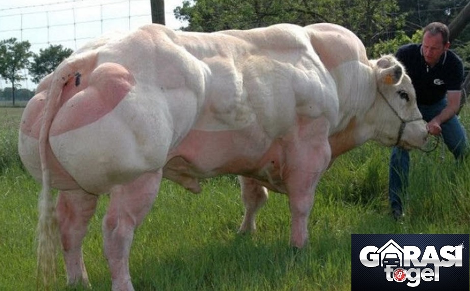 INFORMASI UNIK: Ini dia Sapi Terkekar di Dunia, Punya Otot