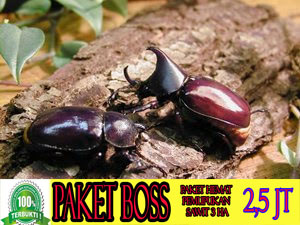 HAMA KUMBANG TANDUK MENYERANG TANAMAN MUDA KELAPA SAWIT | PUPUK KELAPA ...