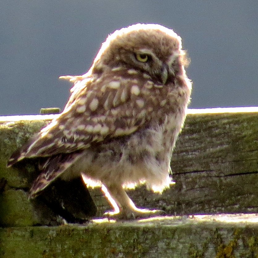 WEST YORKSHIRE BIRDING: Local Owls