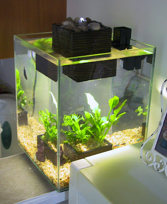 Ramblings: New (Chi) Aquarium