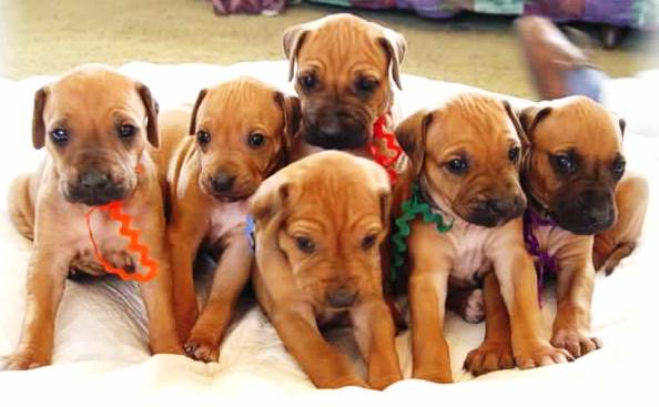 Training Rhodesian Ridgeback Puppies