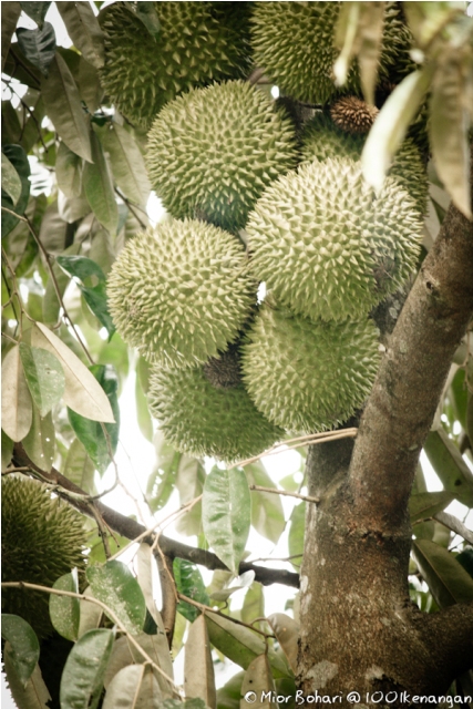 TRAVELOG: EKSPEDISI KE DUSUN DURIAN KUALA NERANG, KEDAH ; Makan Durian ...