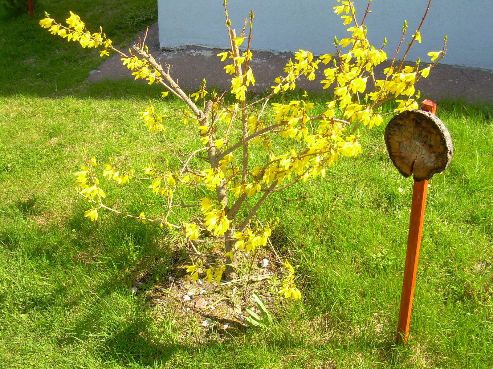 Päikesepõimik: Kevad lasteaias