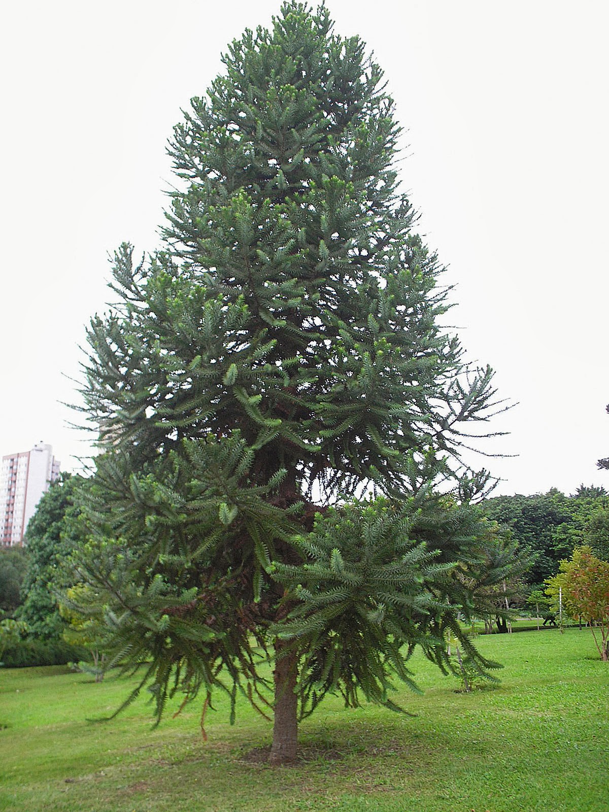 Mais um Pinheiro no comando da Prefeitura de Poção de Pedras