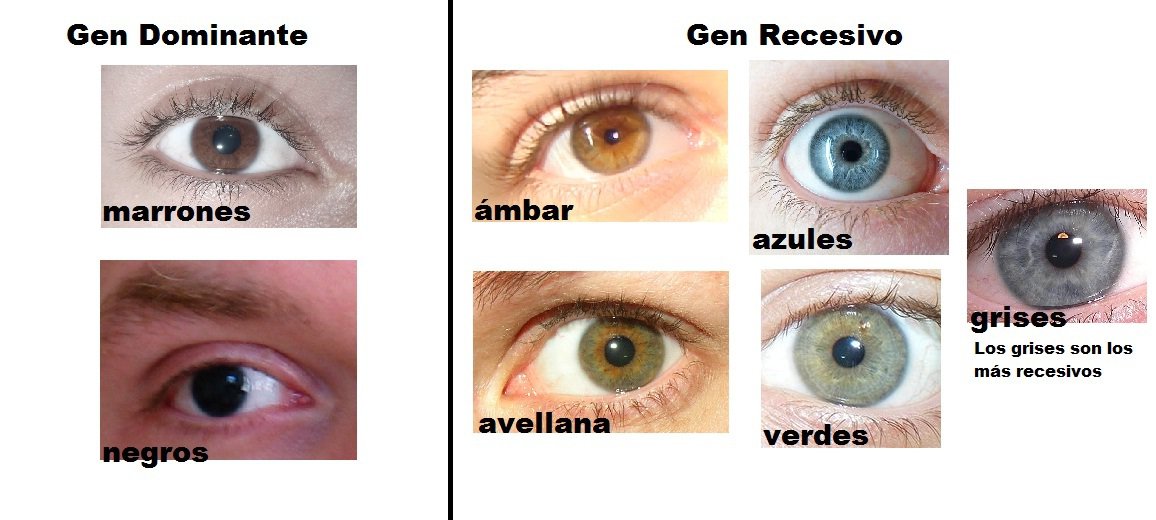 BIOLOGÍA II: CARACTERISTICAS GENETICAS