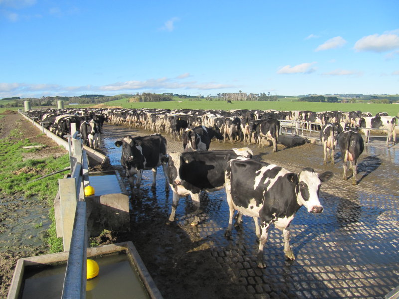 Future Ready Dairy - Gippsland: Feed Pad Tours for Gippsland