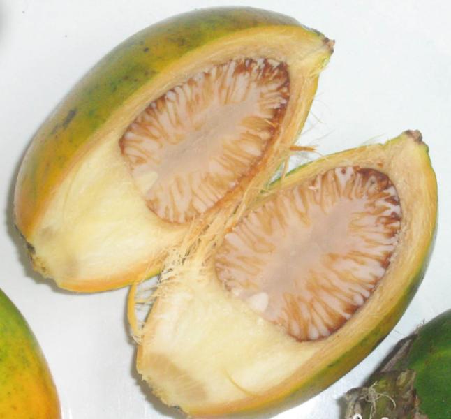 Isinay Bird: Betel Nut & Pepper Leaf as Medicine