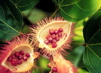 Plantas que curan del PERU : Achiote, Propiedades Curativas