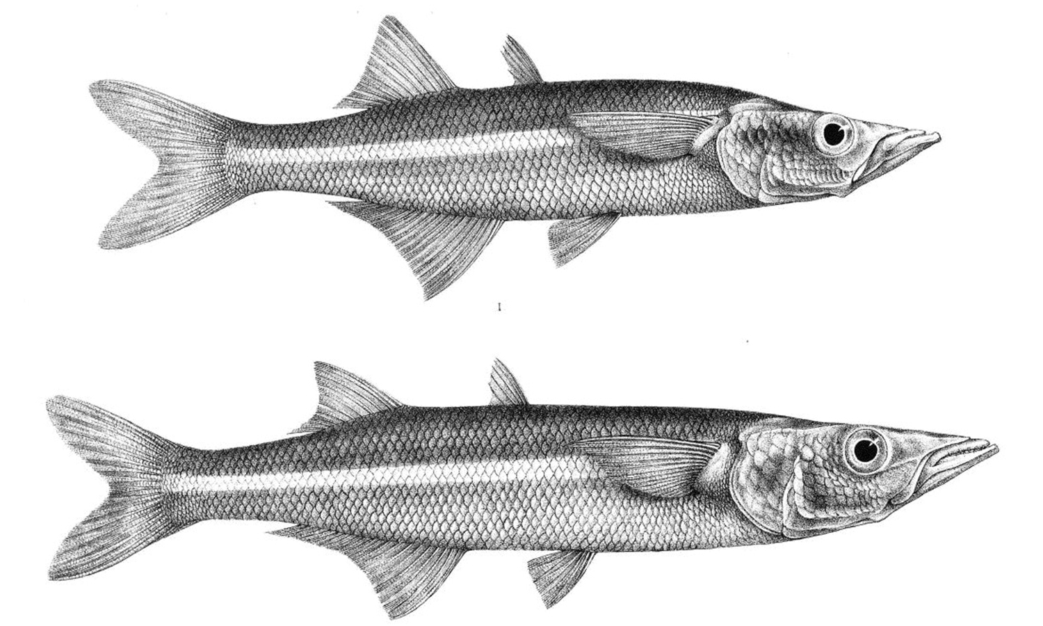 dream machine: febrero 2011