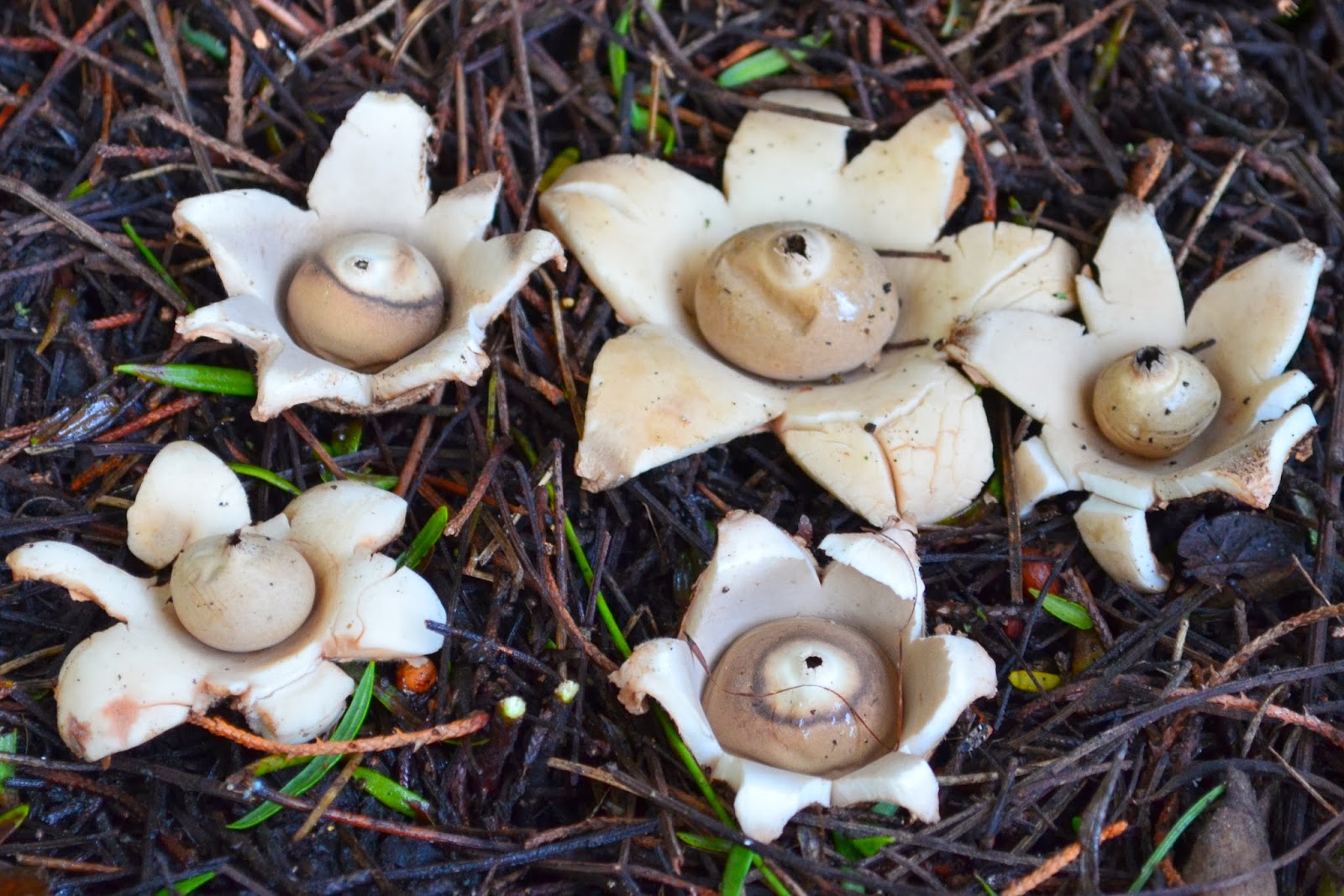 Setas Extremadura : Geastrum Fimbriatum