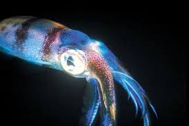 Barcos e Pesca: LULAS