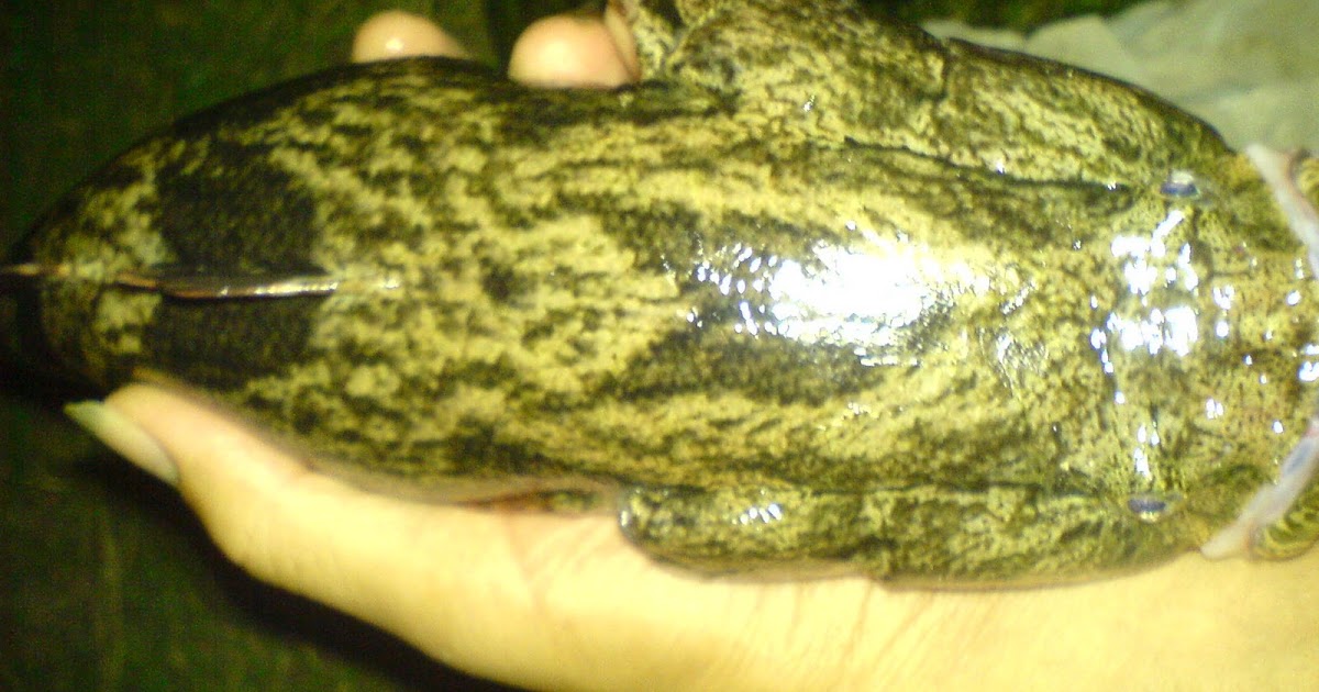 Gedebus Mrupus: Teknik Mancing Gabus Bego