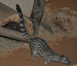 ZOOTOGRAFIANDO (6.100 ANIMALS): JINETA DE HAUSSA O DE THIERRY / HAUSA ...