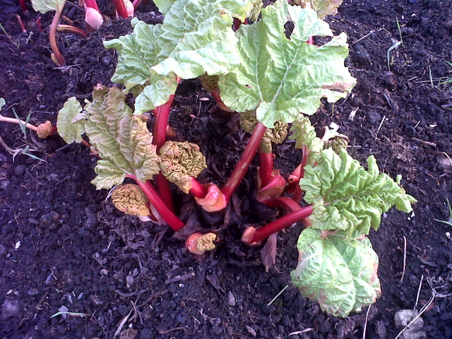 Froggarts Cottage Garden: January 2013